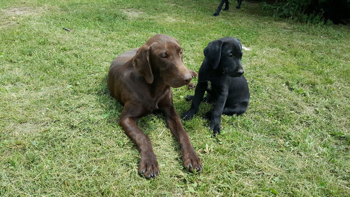 Black Labrador white strip on chest Range Rover commercial dog Land ...