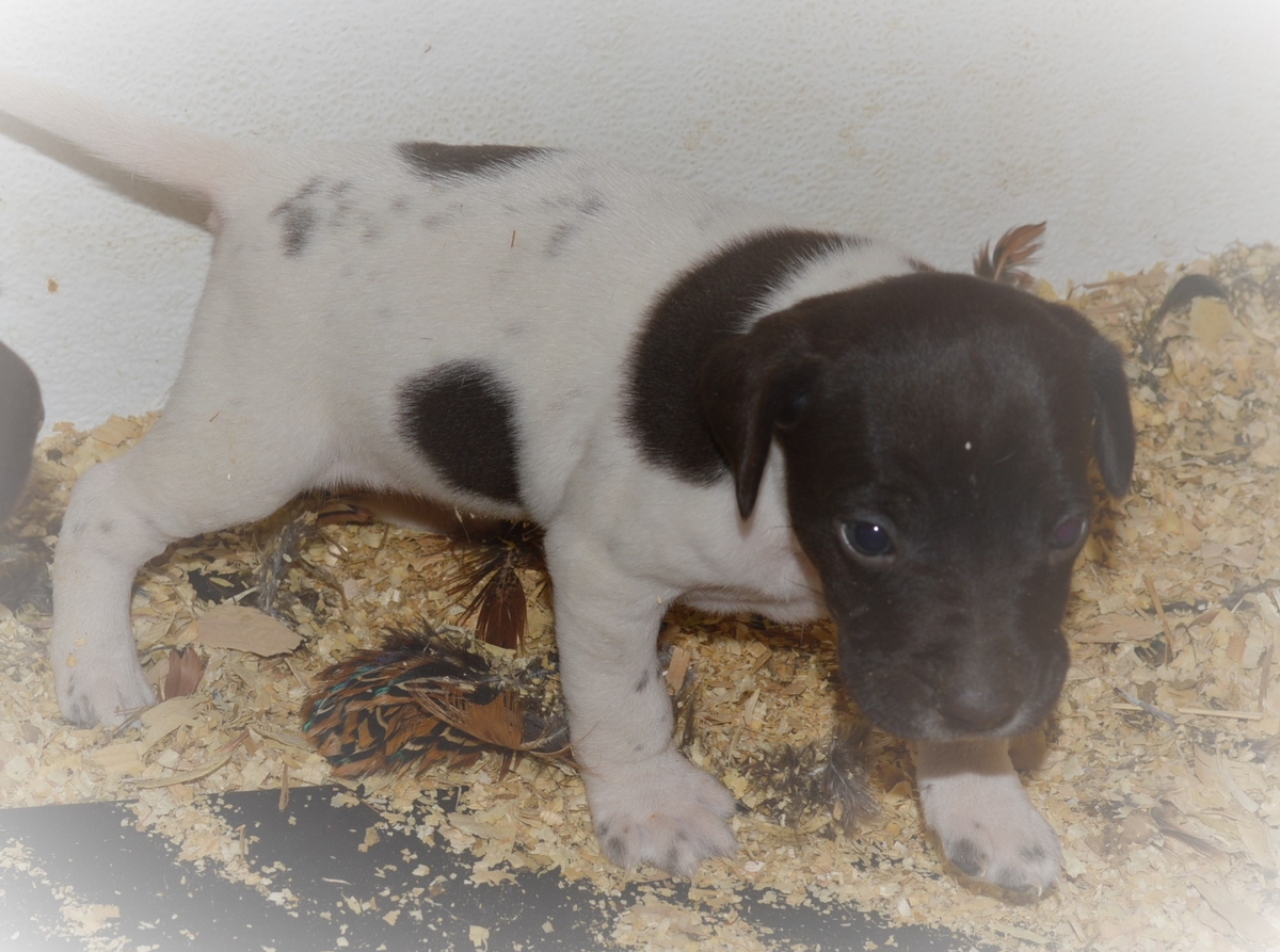 Hybrid Labrador Puppies for sale Black Lab, Spotted Lab Puppies for sale