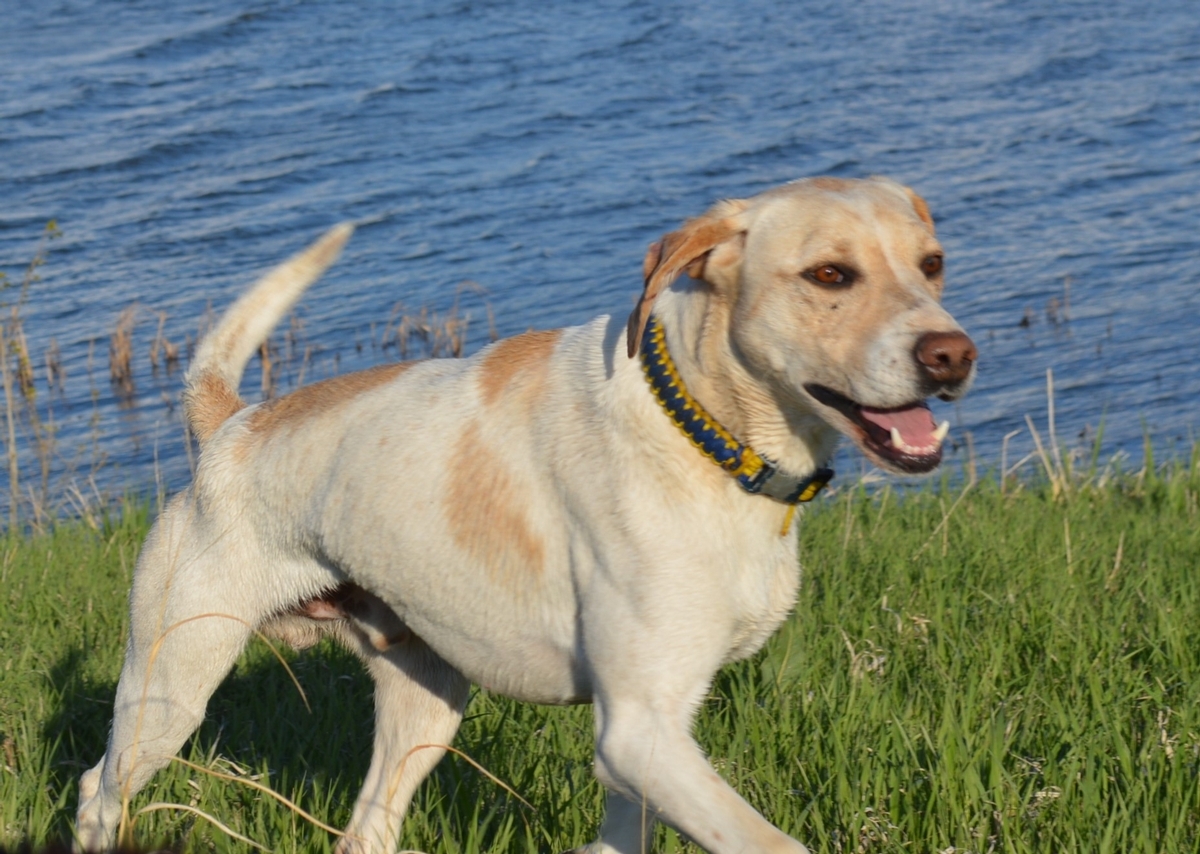 Chocolate and White Labrador Retriever Hybrid Cross