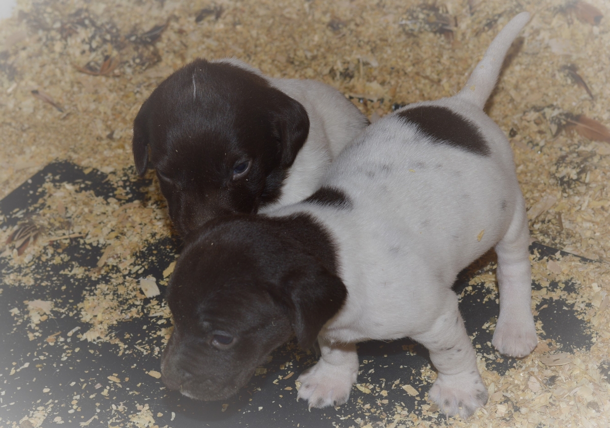 Hybrid Labrador Puppies for sale Black Lab, Spotted Lab Puppies for sale