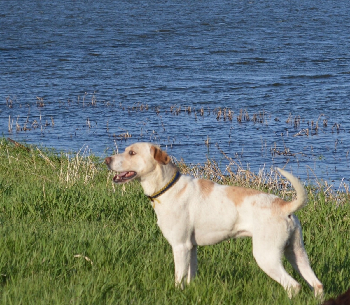 Chocolate and White Labrador Retriever Hybrid Cross