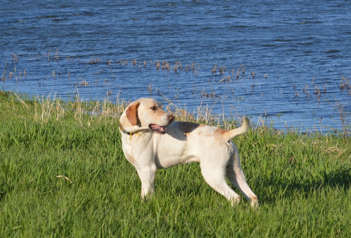 Chocolate and White Labrador Retriever Hybrid Cross