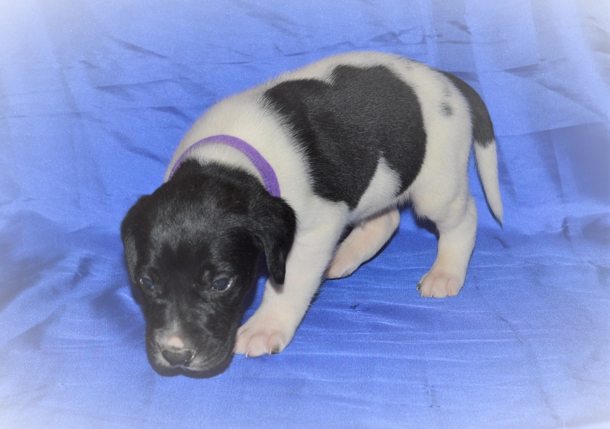Hybrid Labrador Puppies for sale Black Lab, Spotted Lab Puppies for sale