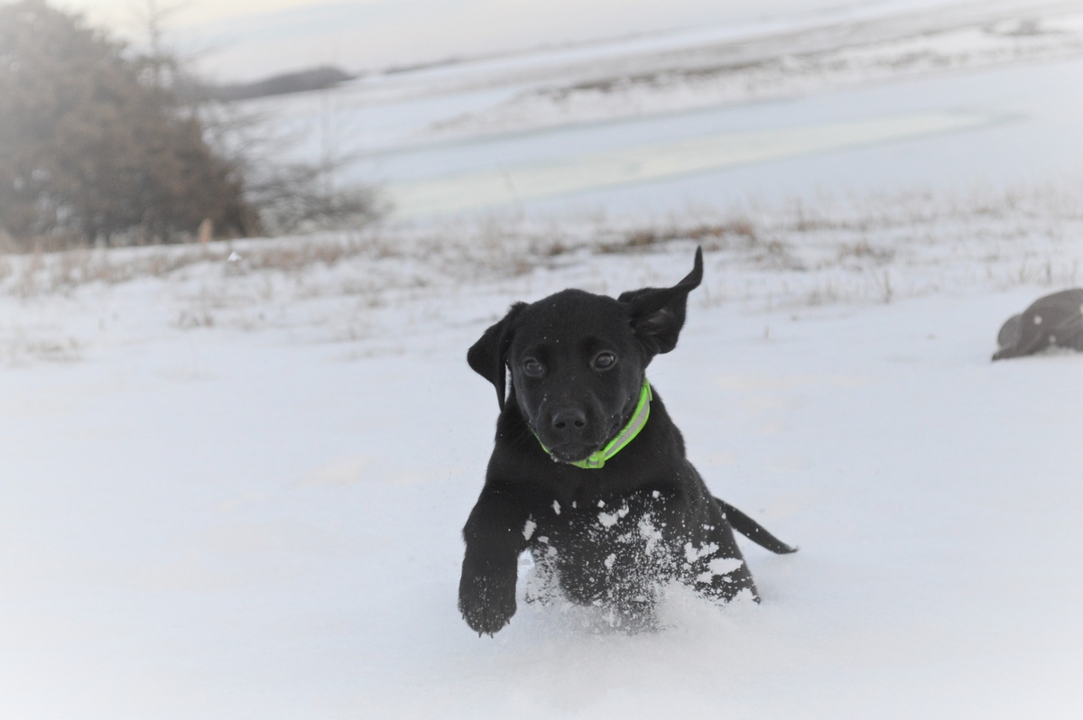 Range Rover commercial Dog