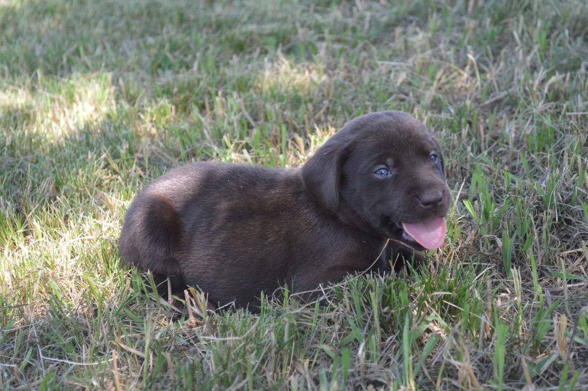 Chocolate Female Lab puppies for sale smaller size labradors