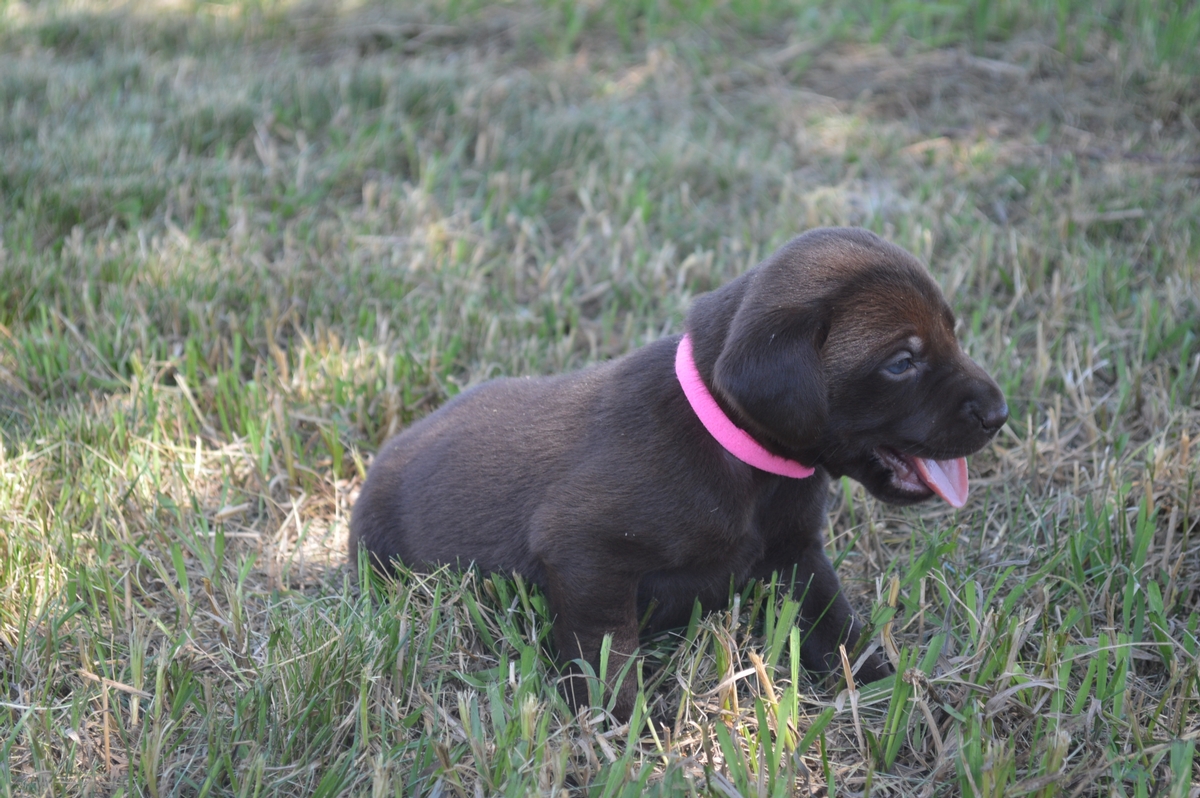 Chocolate Female Lab puppies for sale smaller size labradors