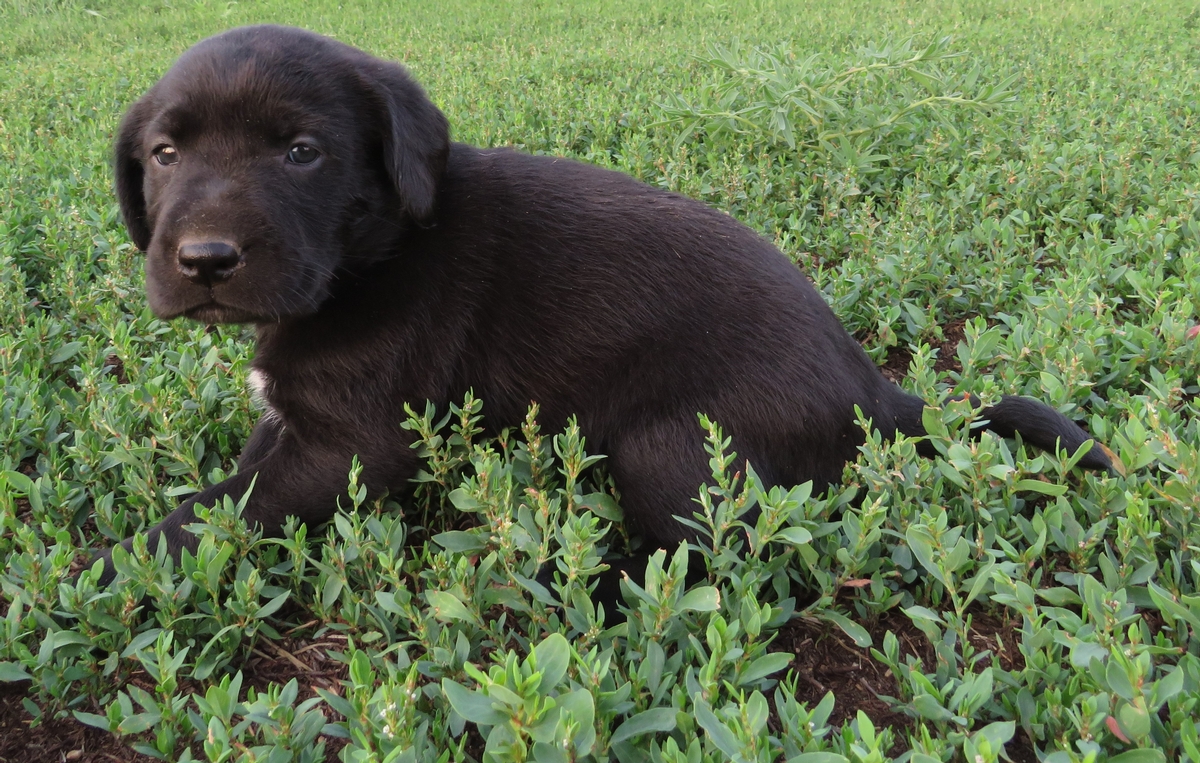 Black Female Labrador Shorthair Cross Puppy Shortador