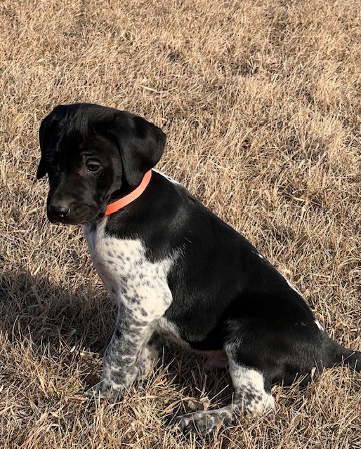 Labrador Shortador Hybrid Retriever Puppies for sale GSL pups