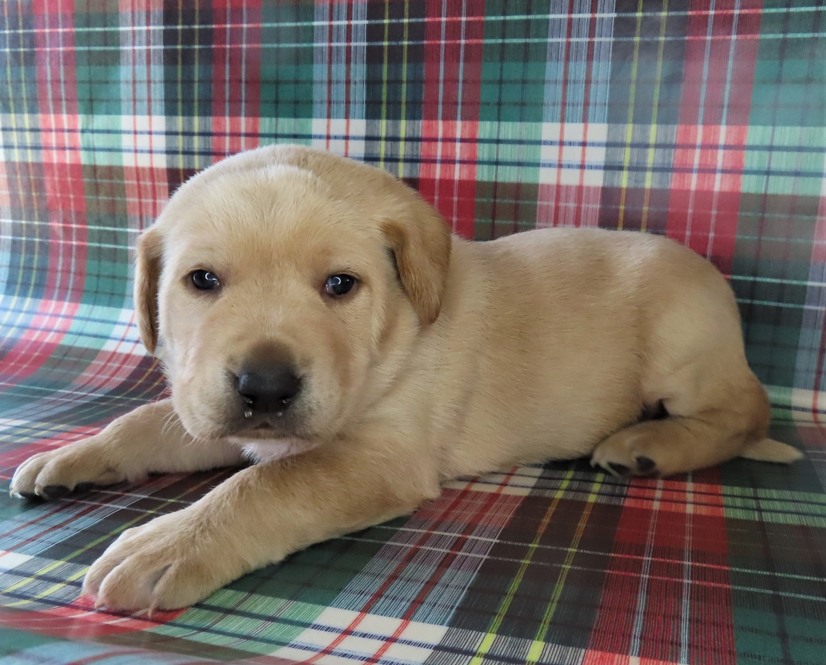 Yellow Labrador Shortador Pointador puppies for sale Gun Dogs Range ...