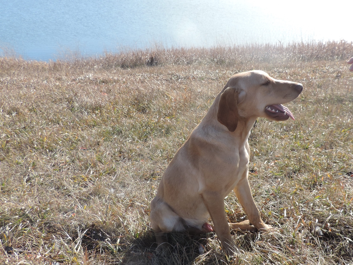 red Labrador hunting dog puppies for sale