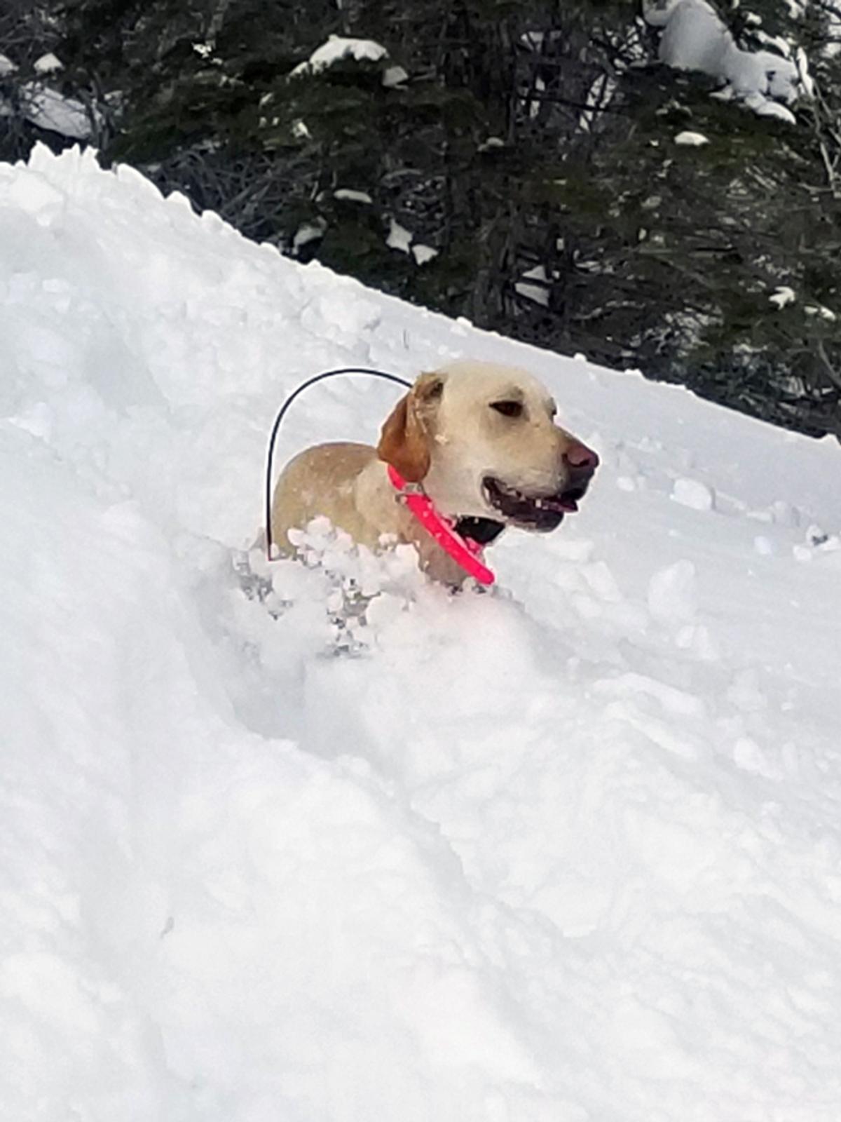 Hybrid Retrievers Testimonials